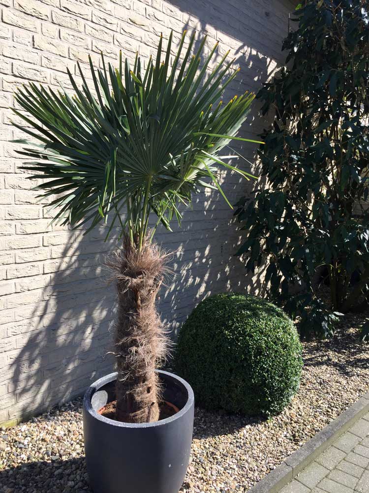 Trachycarpus-Fortunei-(chinesische-Hanfpalme) - MERLOY Trachycarpus-Fortunei-(chinesische-Hanfpalme) - MERLOY