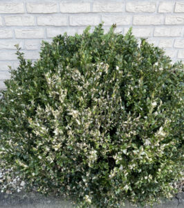 Buchsbaumzünsler erkennen und bekämpfen - MERLOY