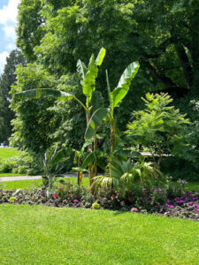 Palmen auf der Insel Mainau - MERLOY